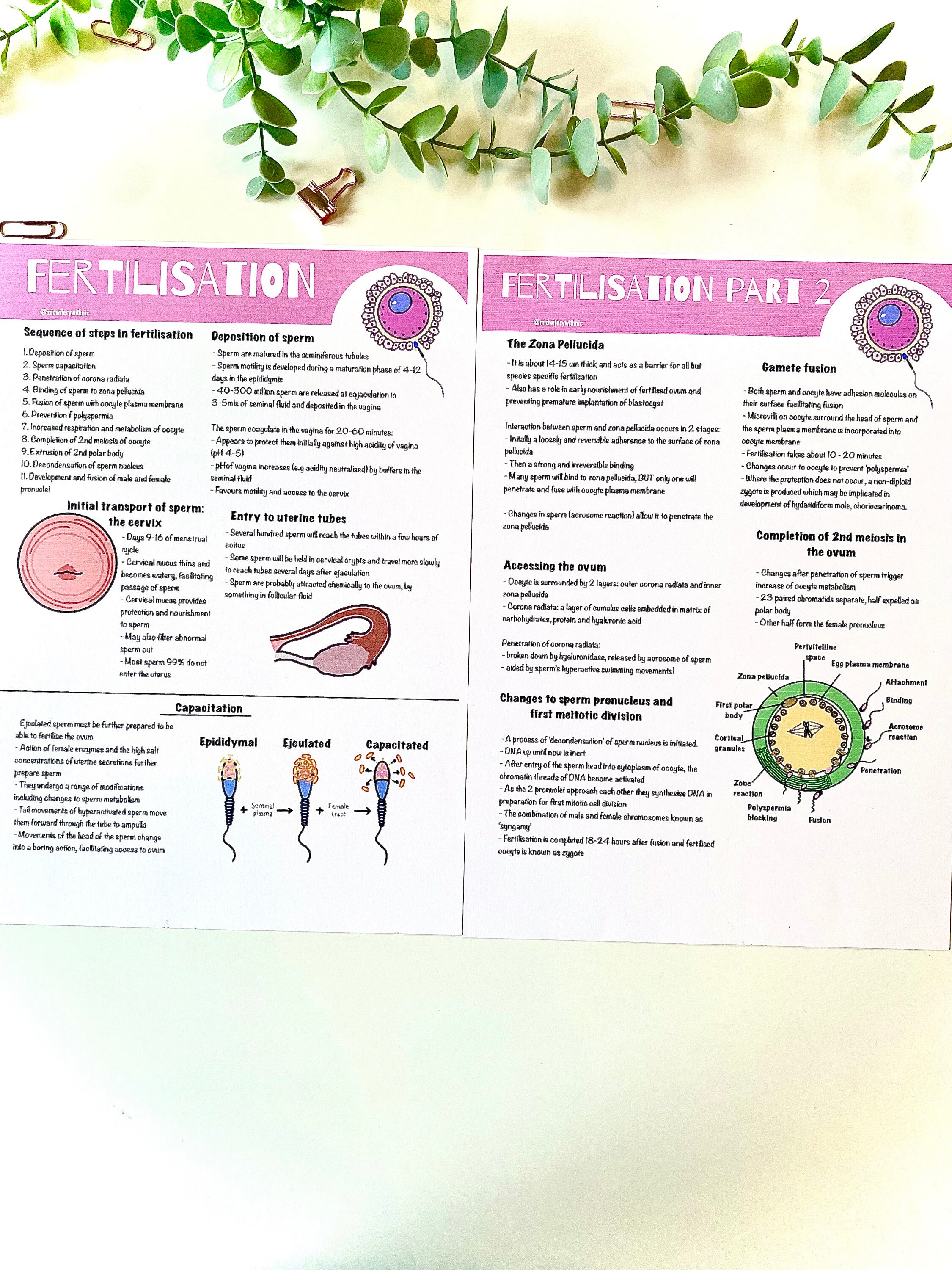 Fertilisation Midwifery Posters Anatomy Biology Revision - Etsy UK
