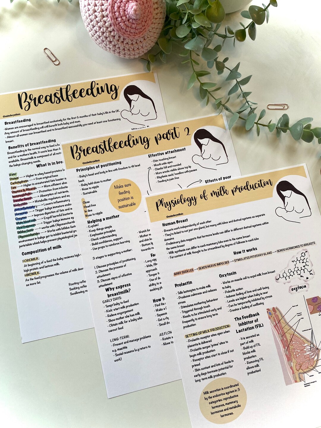 Breastfeeding Anatomy Posters: Midwifery Student Printables (digital ...