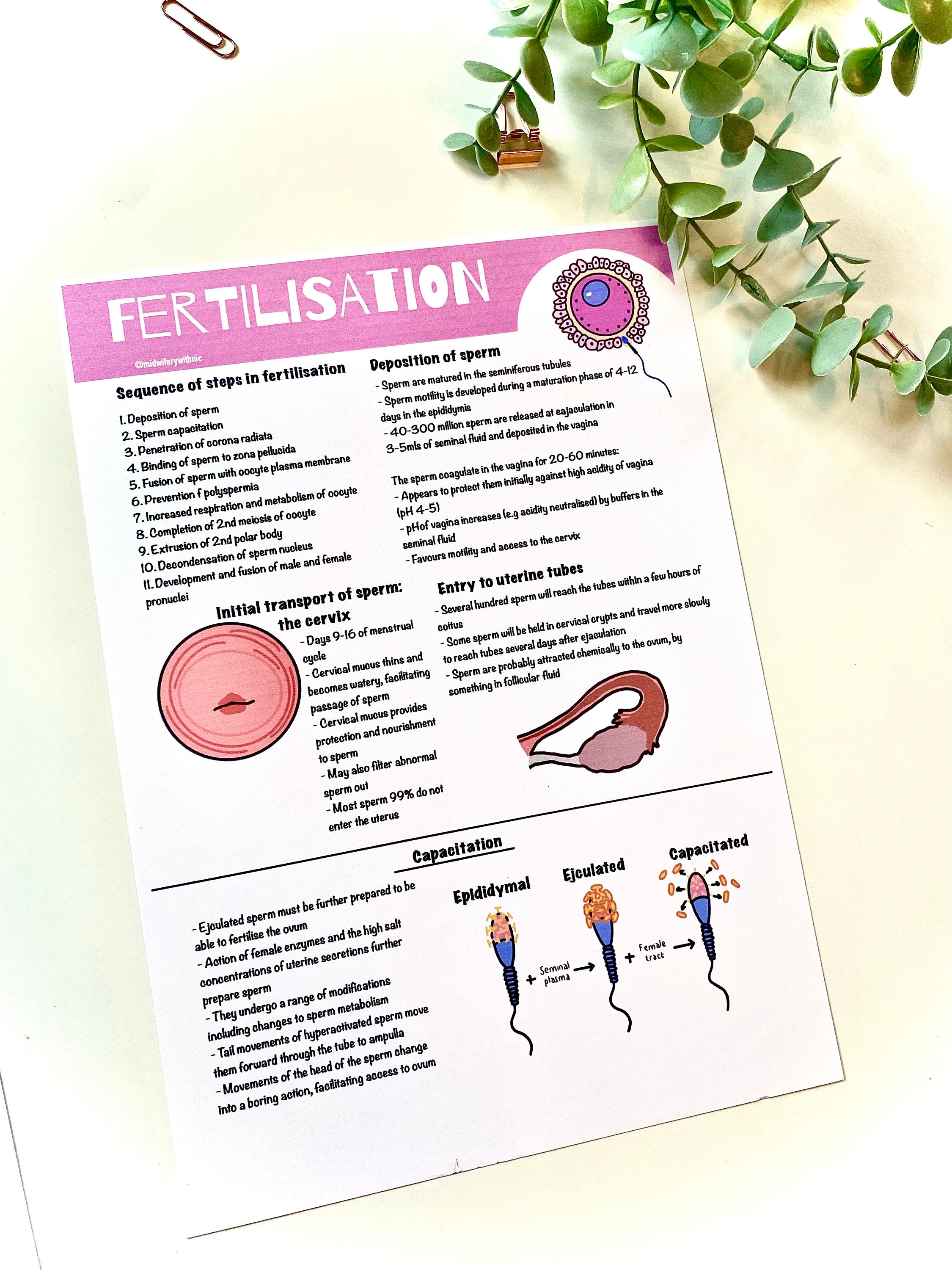 Fertilisation Midwifery Posters Anatomy Biology Revision - Etsy UK