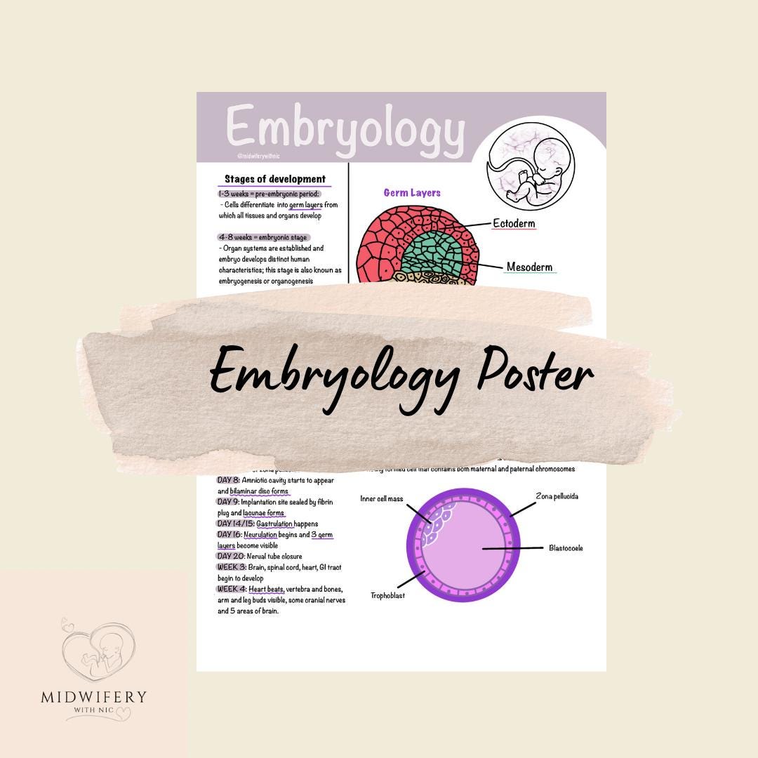 Embryology Poster, Student Midwife Poster Digital Download - Etsy