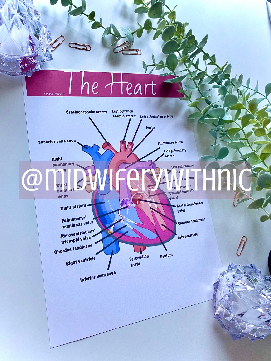 Cardiovascular System Posters, Anatomy Posters, Student Revision - Etsy UK