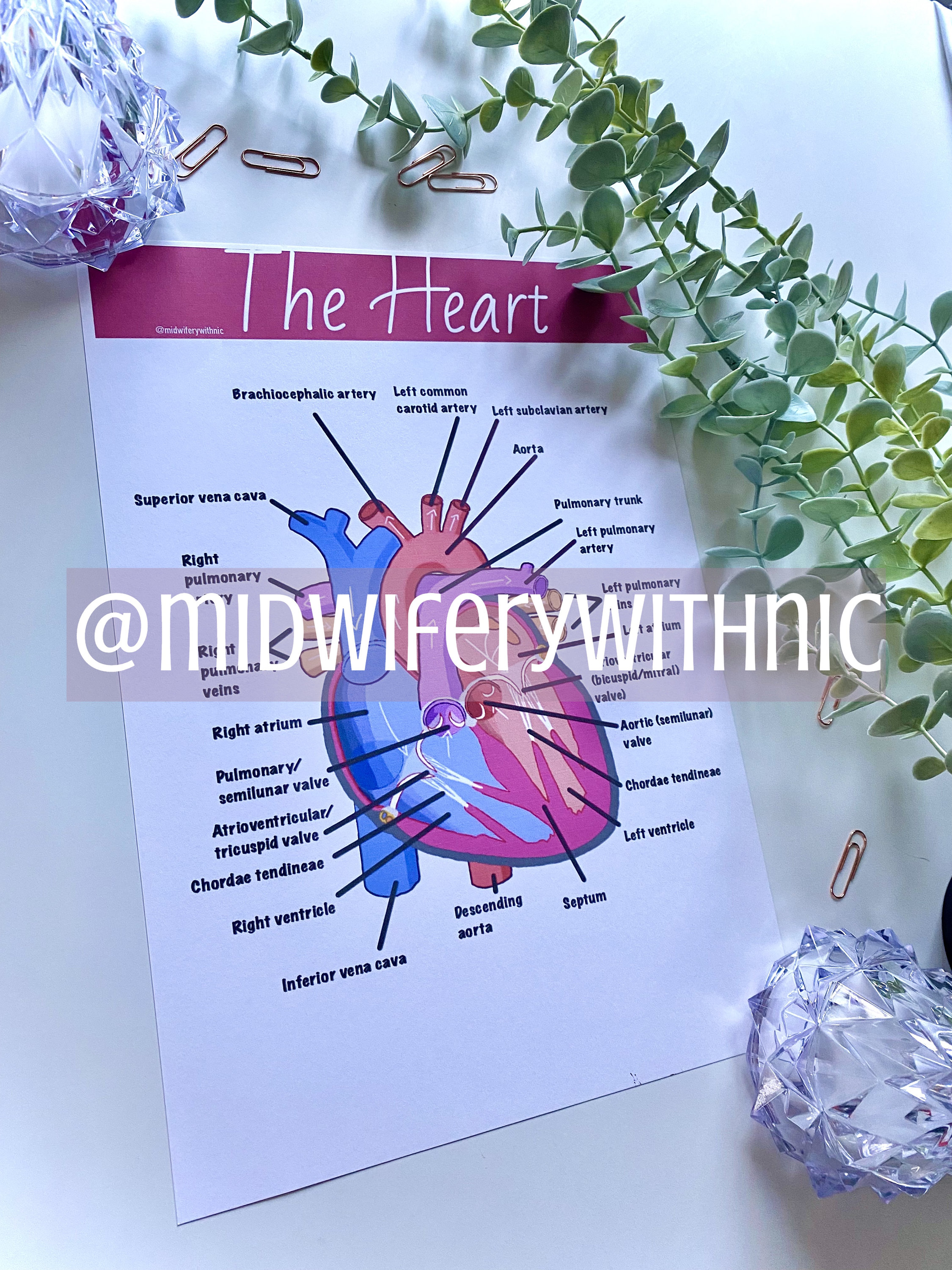 Cardiovascular System Posters, Anatomy Posters, Student Revision - Etsy UK
