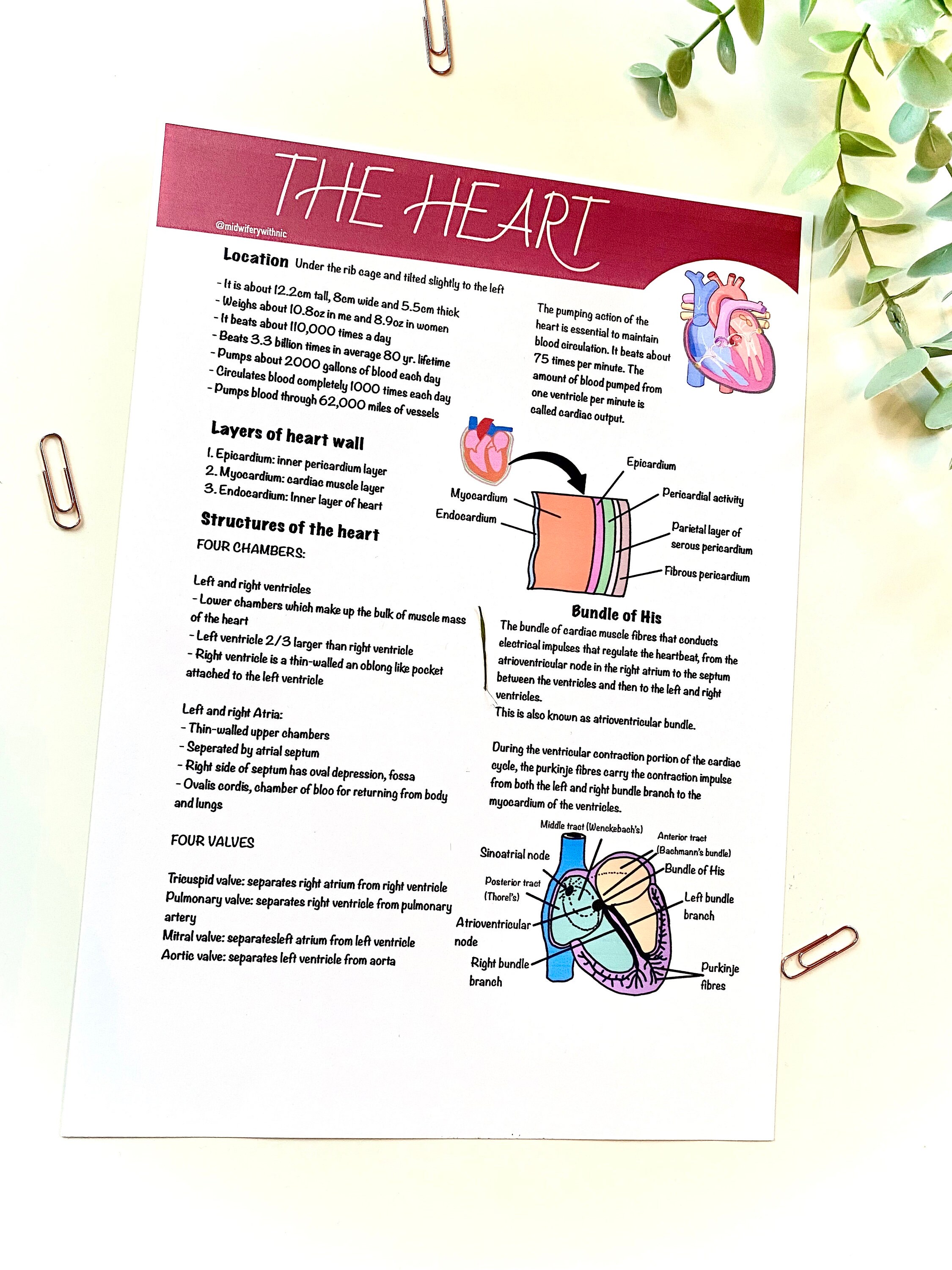 Digital Download Heart Poster, Anatomy Poster, Student Midwife Posters ...