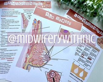 Anatomy and Physiology Posters - Etsy