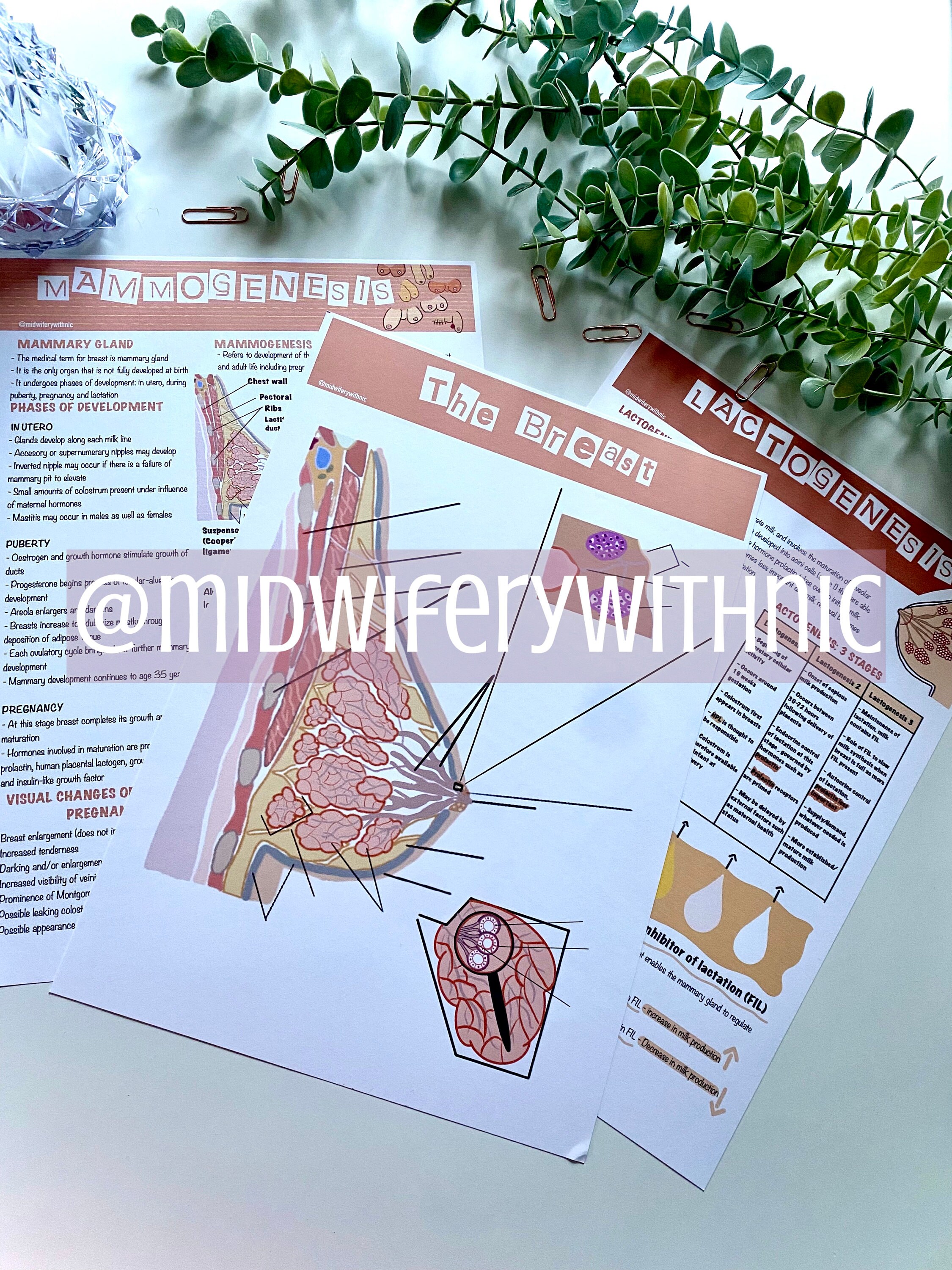 Digital Download: Breast Anatomy and Physiology Posters - Etsy