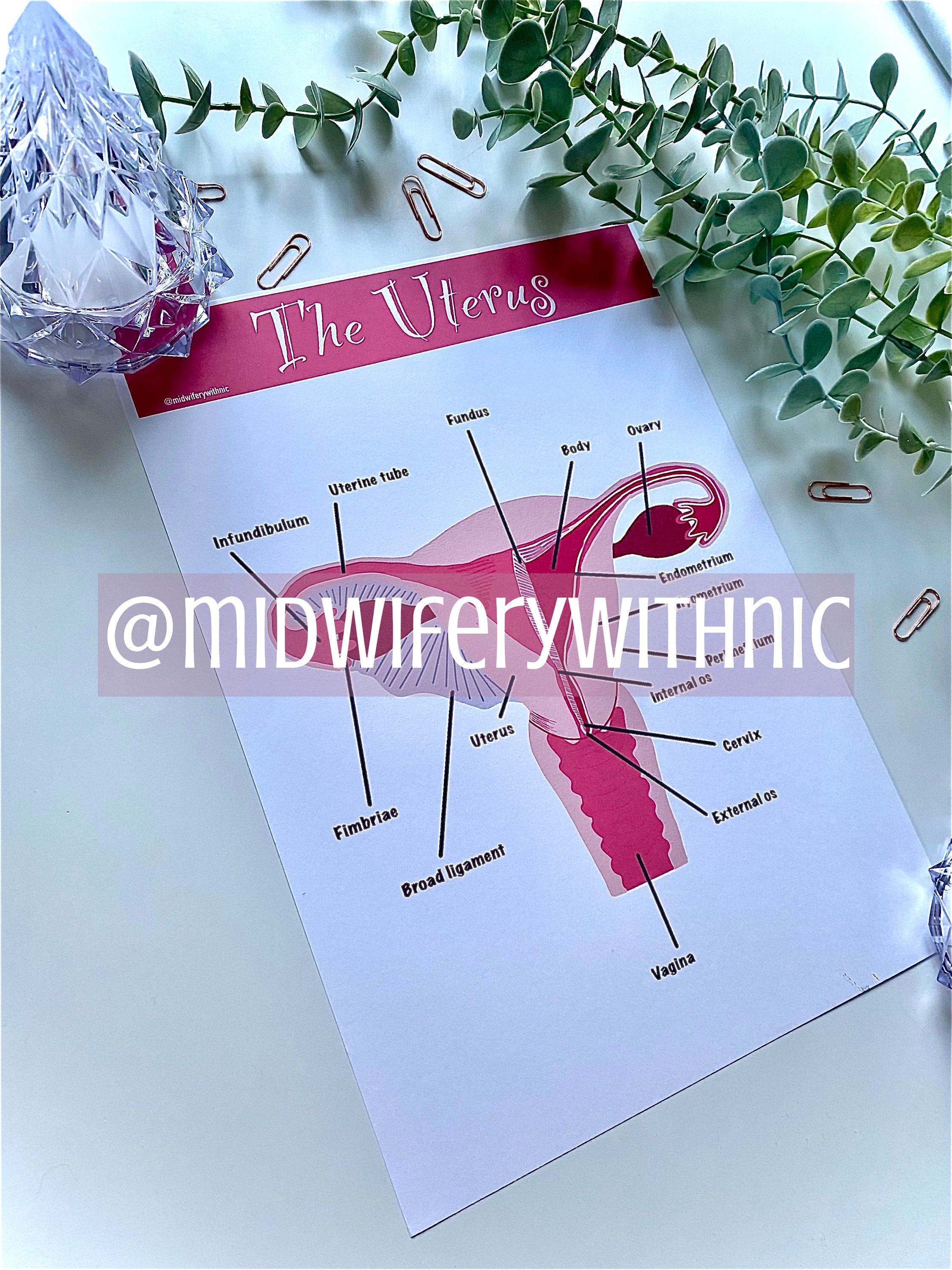 Digital Download: Reproductive Systems Anatomy Posters Download - Etsy