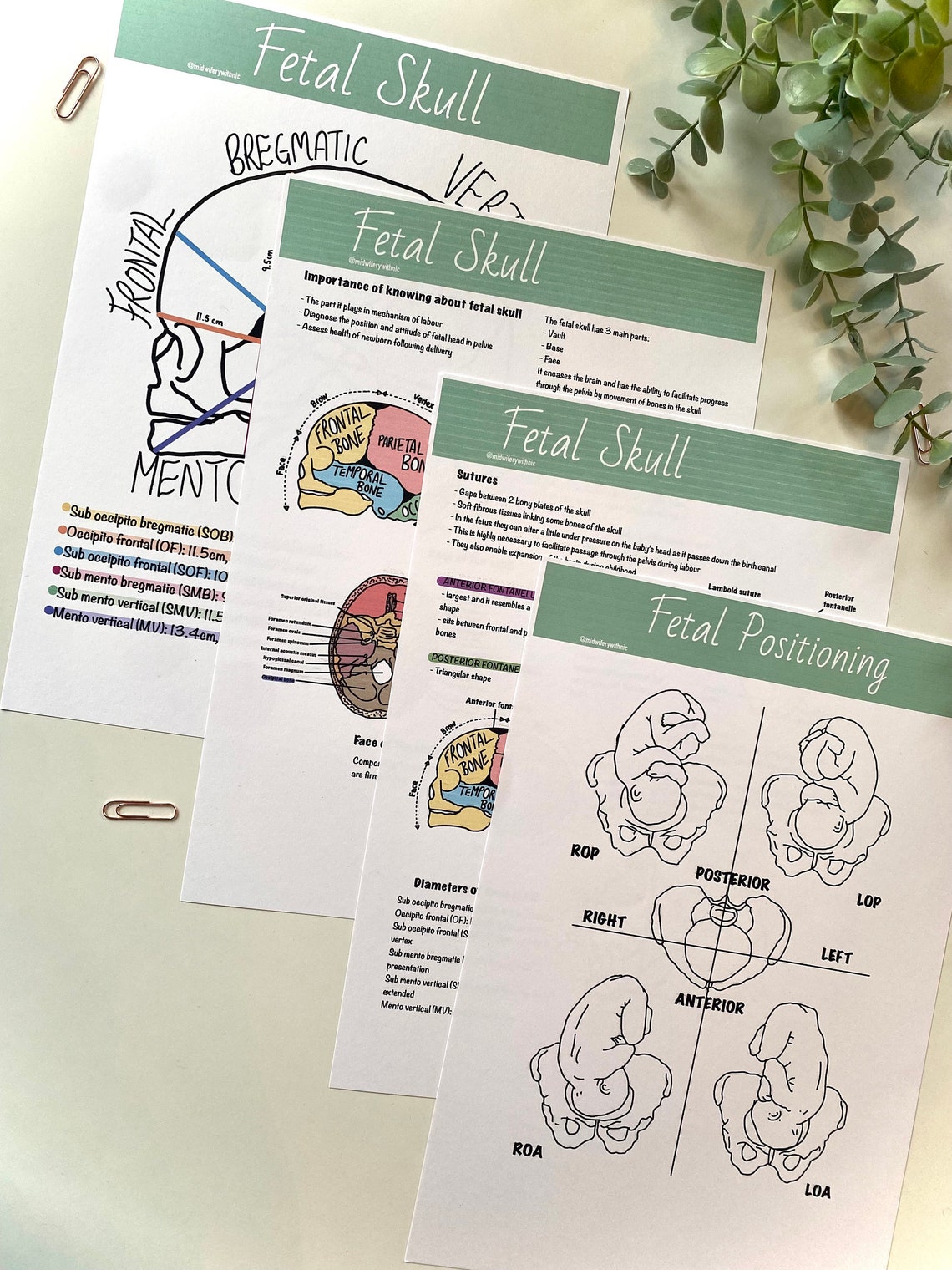 Digital Download Fetal Skull Posters Student Midwife Anatomy - Etsy