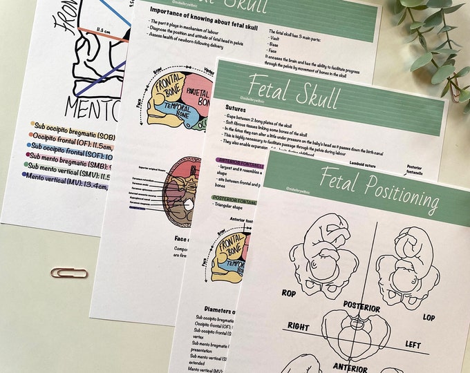 Digital Download Fetal Skull Posters, Student Midwife, Anatomy Posters ...