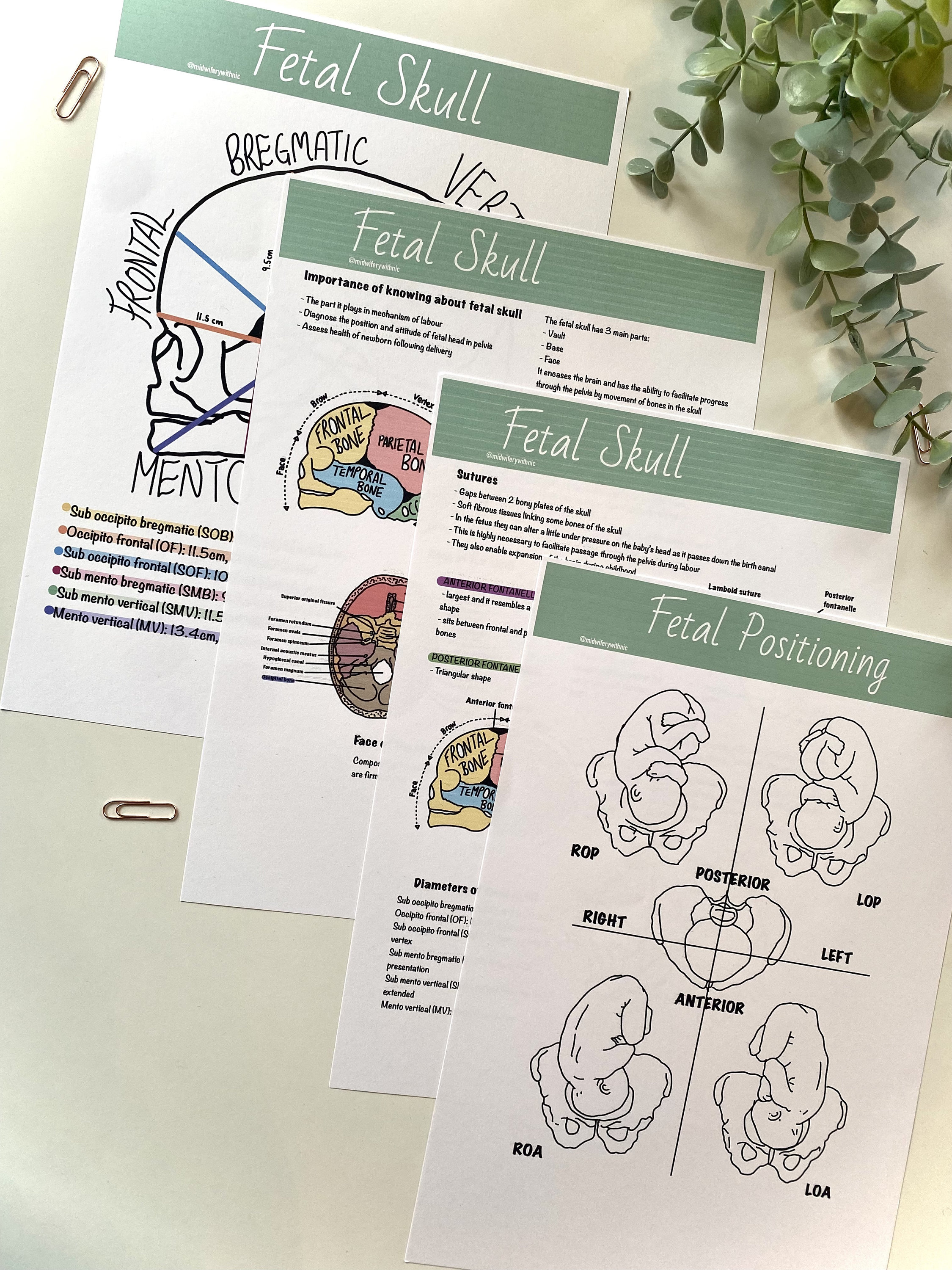 Digital Download Fetal Skull Posters, Student Midwife, Anatomy Posters ...