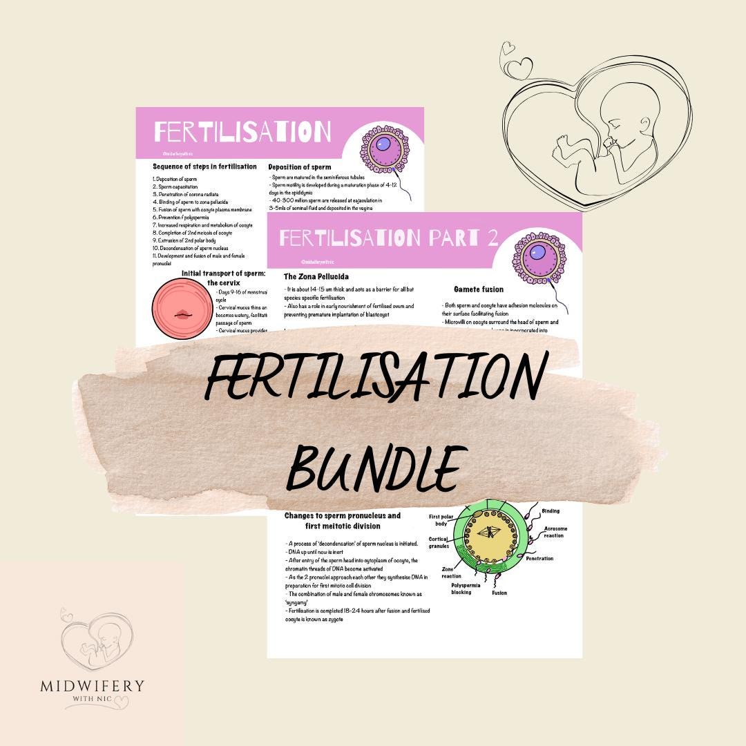 Fertilization Anatomy Poster: Midwifery Student Print (digital Download ...