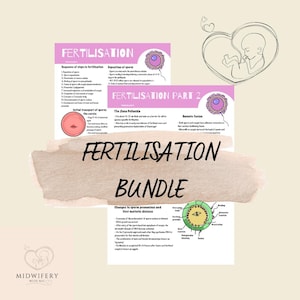 Fertilization Anatomy Poster: Midwifery Student Print (digital Download ...
