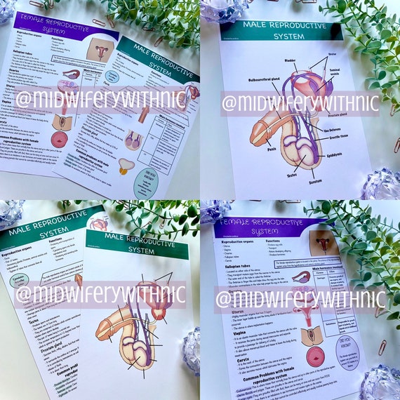 Digital Download: Reproductive Systems Anatomy Posters - Etsy