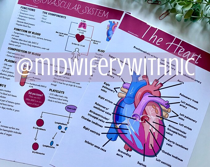Cardiovascular System Posters, Anatomy Posters, Student Revision - Etsy UK