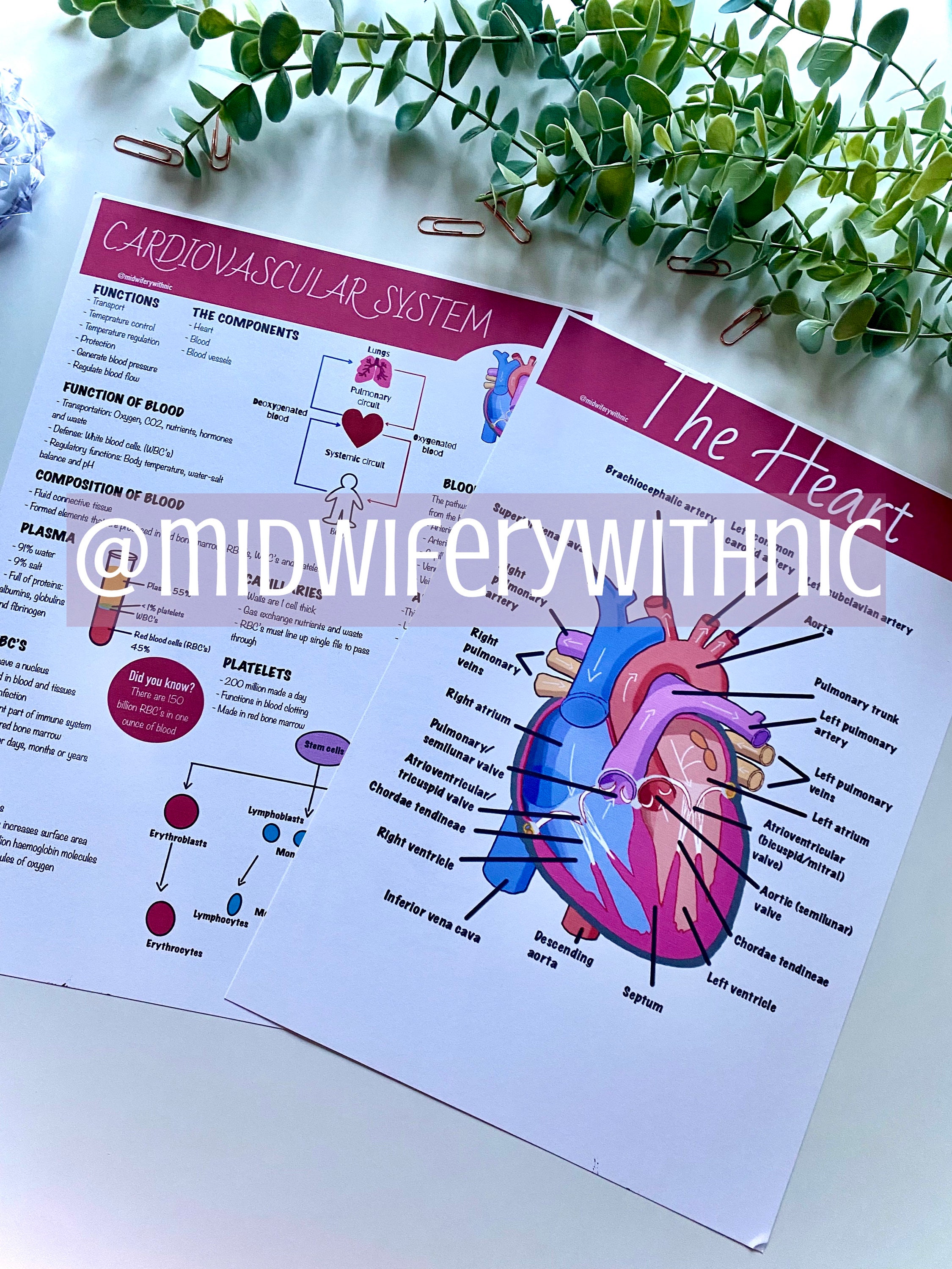 Cardiovascular System Posters, Anatomy Posters, Student Revision - Etsy UK