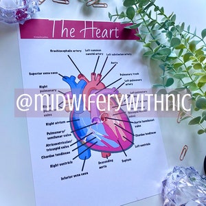 Digital Download: Cardiovascular System Posters - Etsy