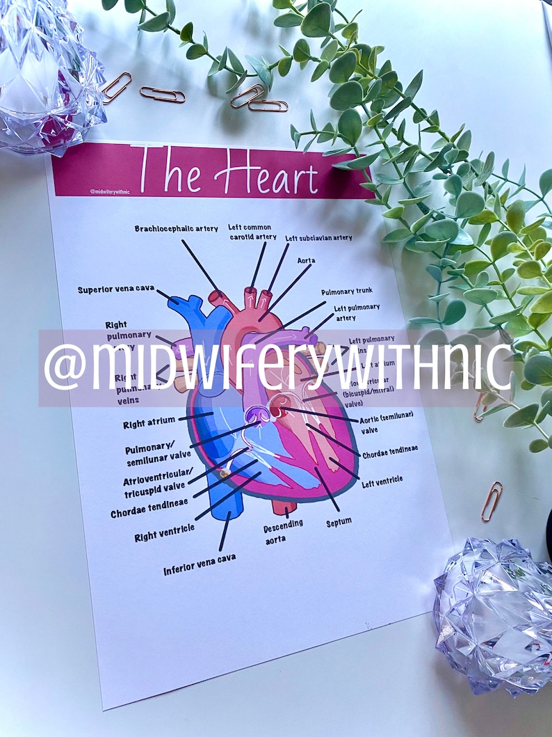 Digital Download: Cardiovascular System Posters - Etsy