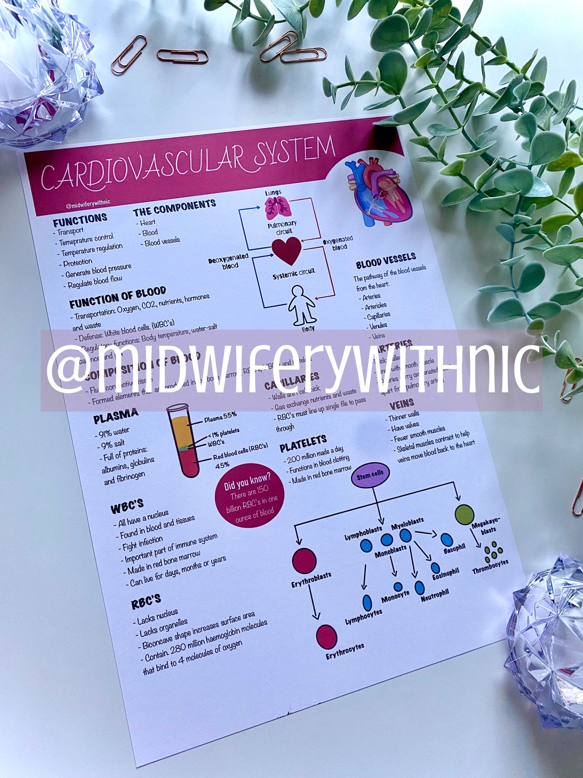 Digital Download: Cardiovascular System Posters - Etsy