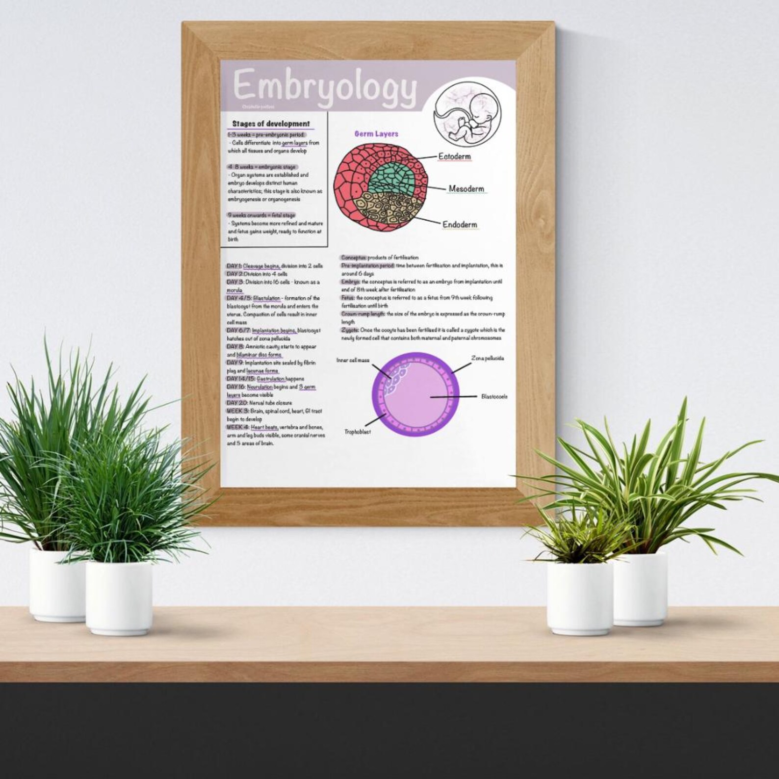 Embryology Poster, Student Midwife Poster Digital Download - Etsy