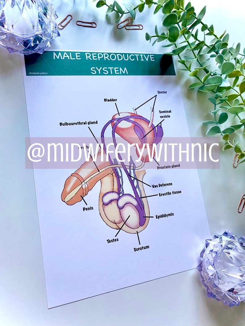 Digital Download: Reproductive Systems Anatomy Posters Download - Etsy