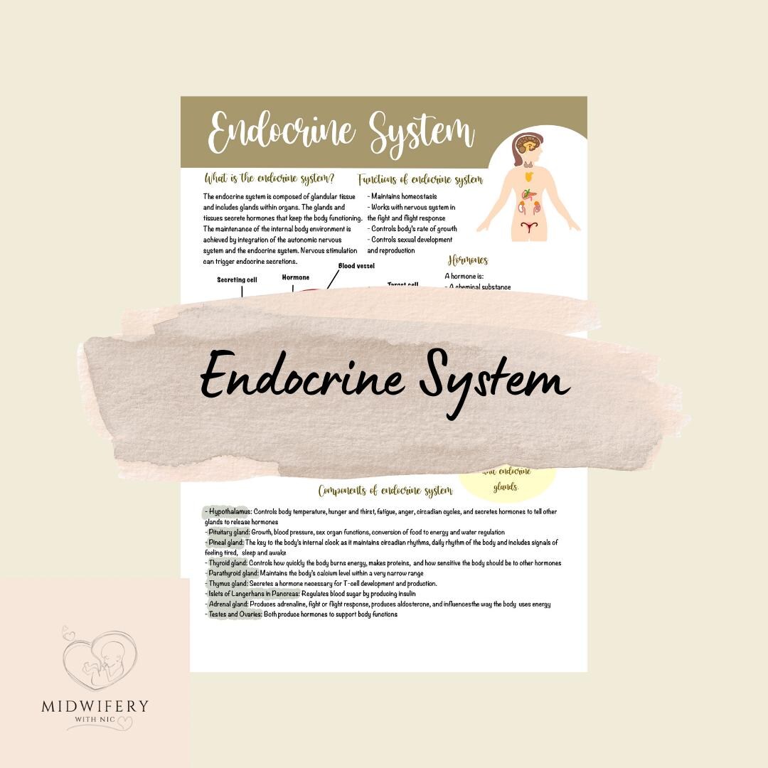 Digital Download Endocrine System, Midwifery Students, Revision Posters ...