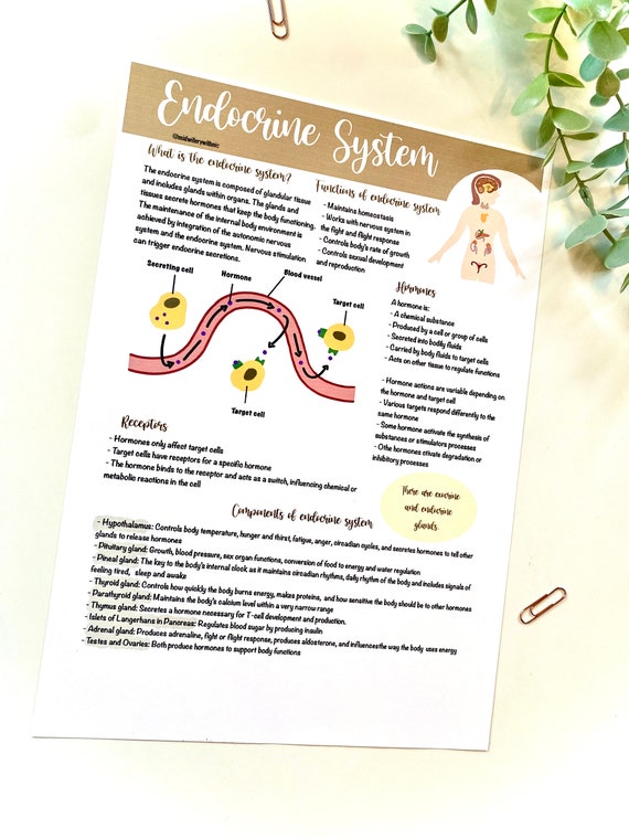 Digital Download Endocrine System Midwifery Students | Etsy