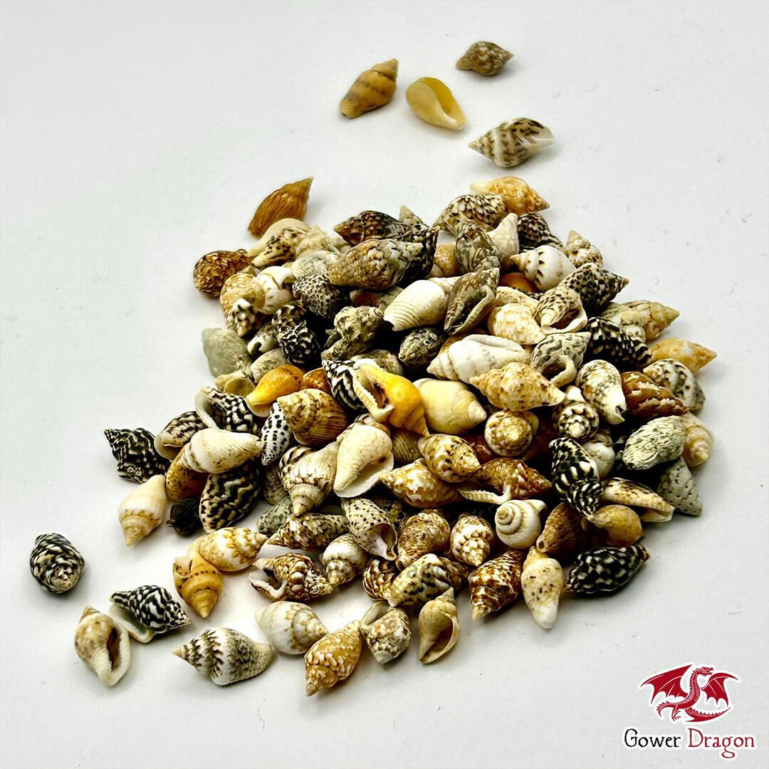 Tiny Welsh Seashells: Natural Beach Confetti for Crafts & Weddings - Etsy