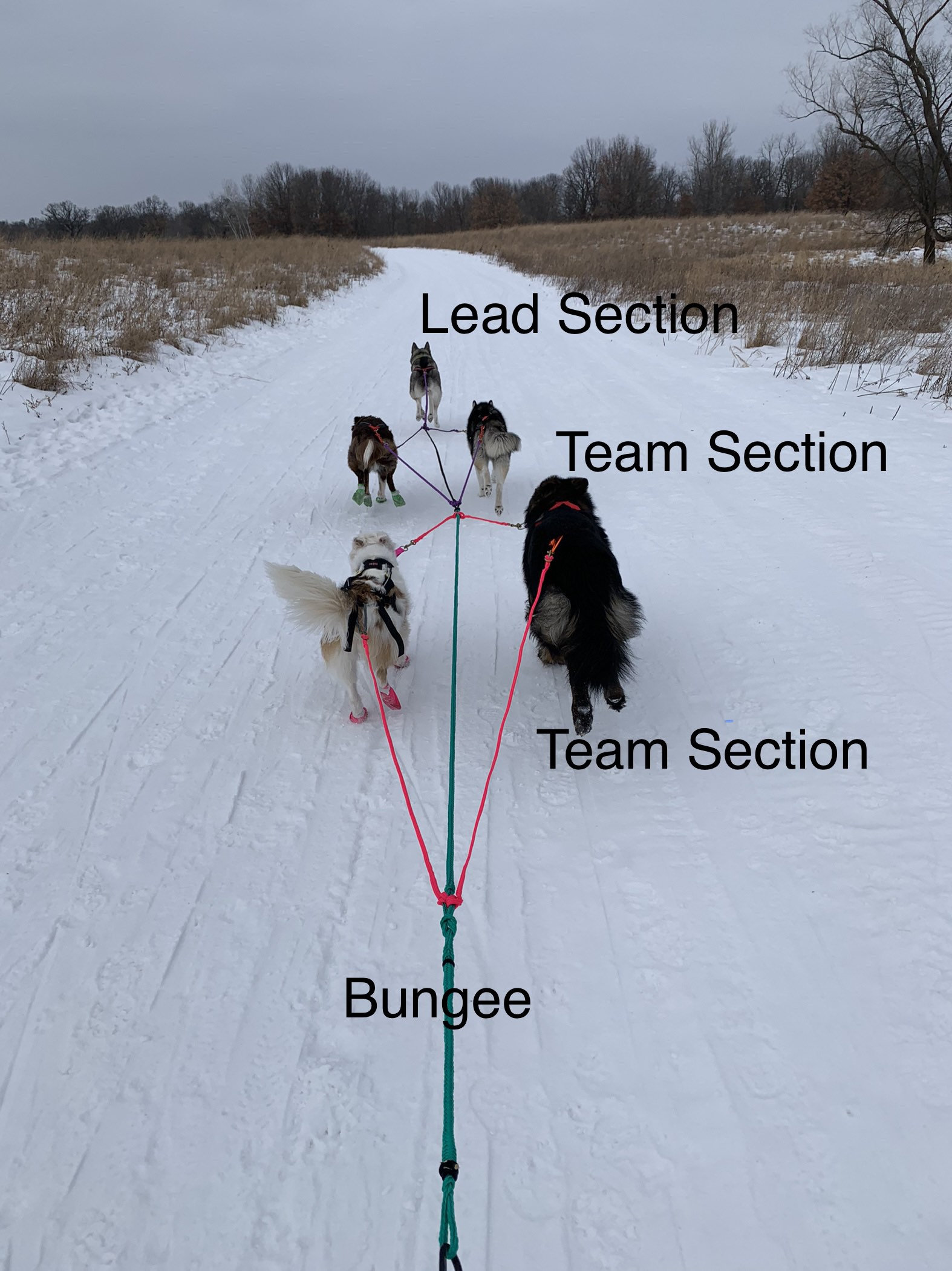 Dog Sled Diagram