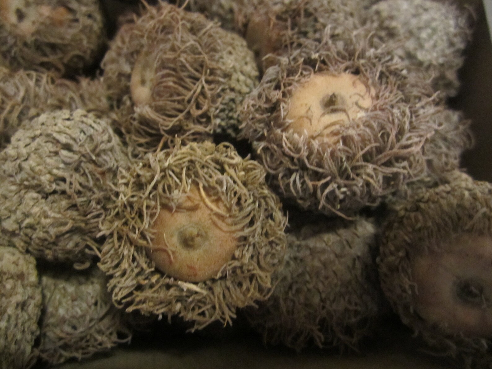 Acorn Lot Burr / Bur Oak Tree Acorns Choose Your Quantity - Etsy