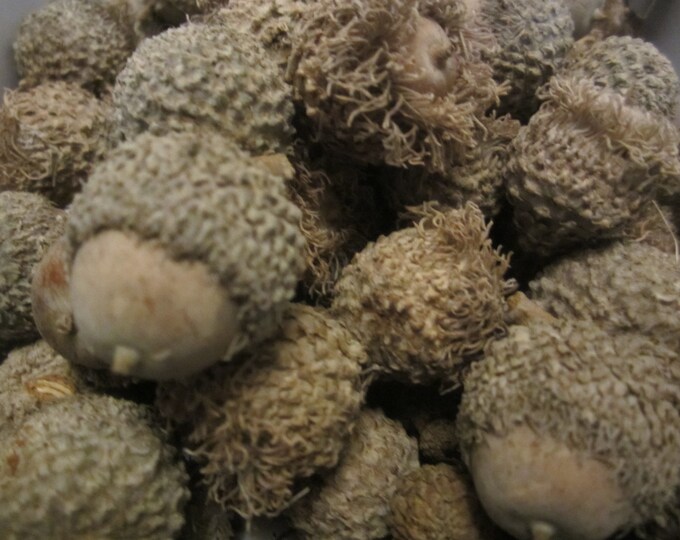 LARGE Acorns Natural Acorns Real Acorns Large Real Acorns Large Natural ...