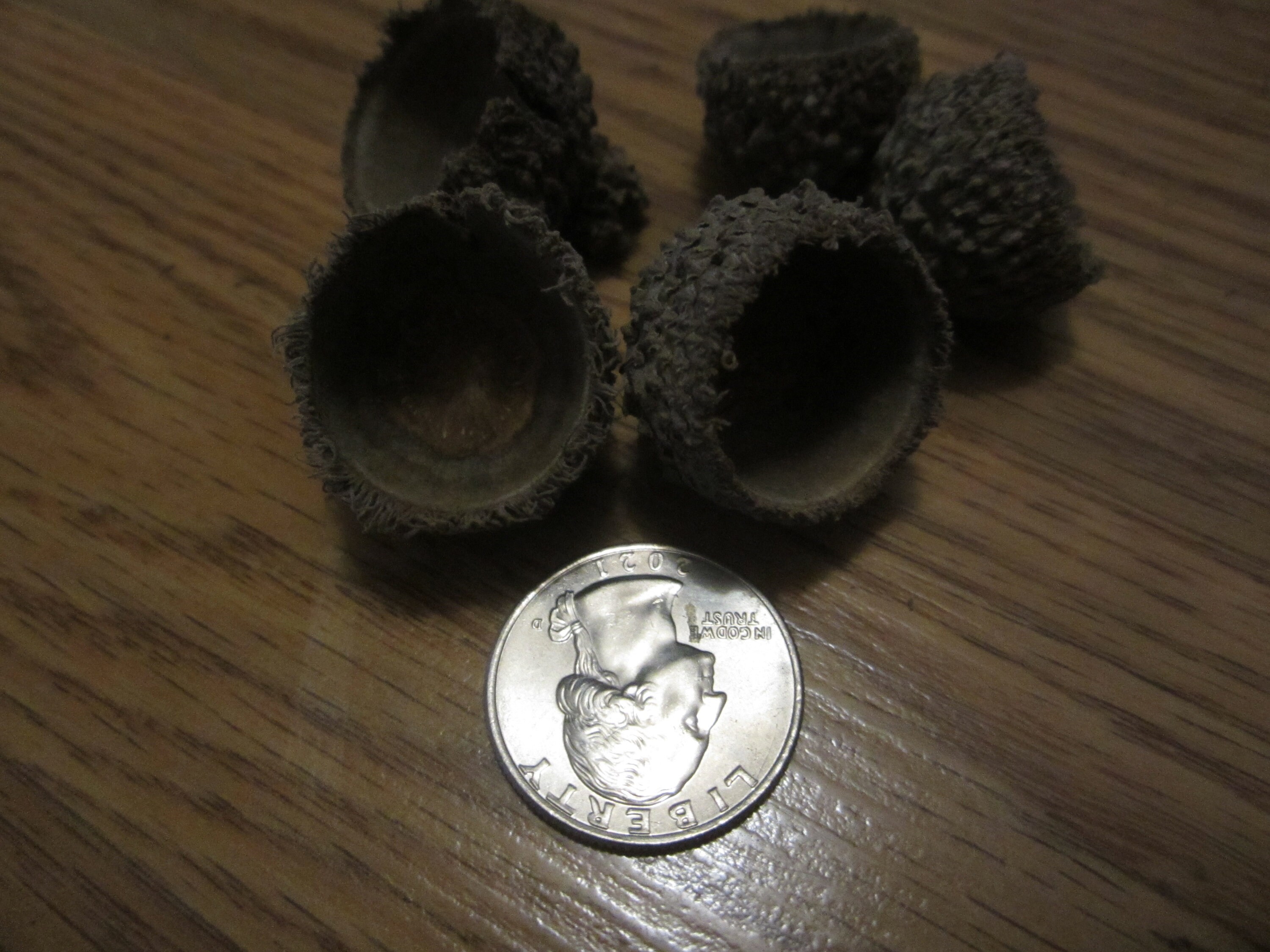 Burr / Bur Acorn CAPS ONLY No Nuts Crafts, Decor, Fall Craft Acorn Caps ...