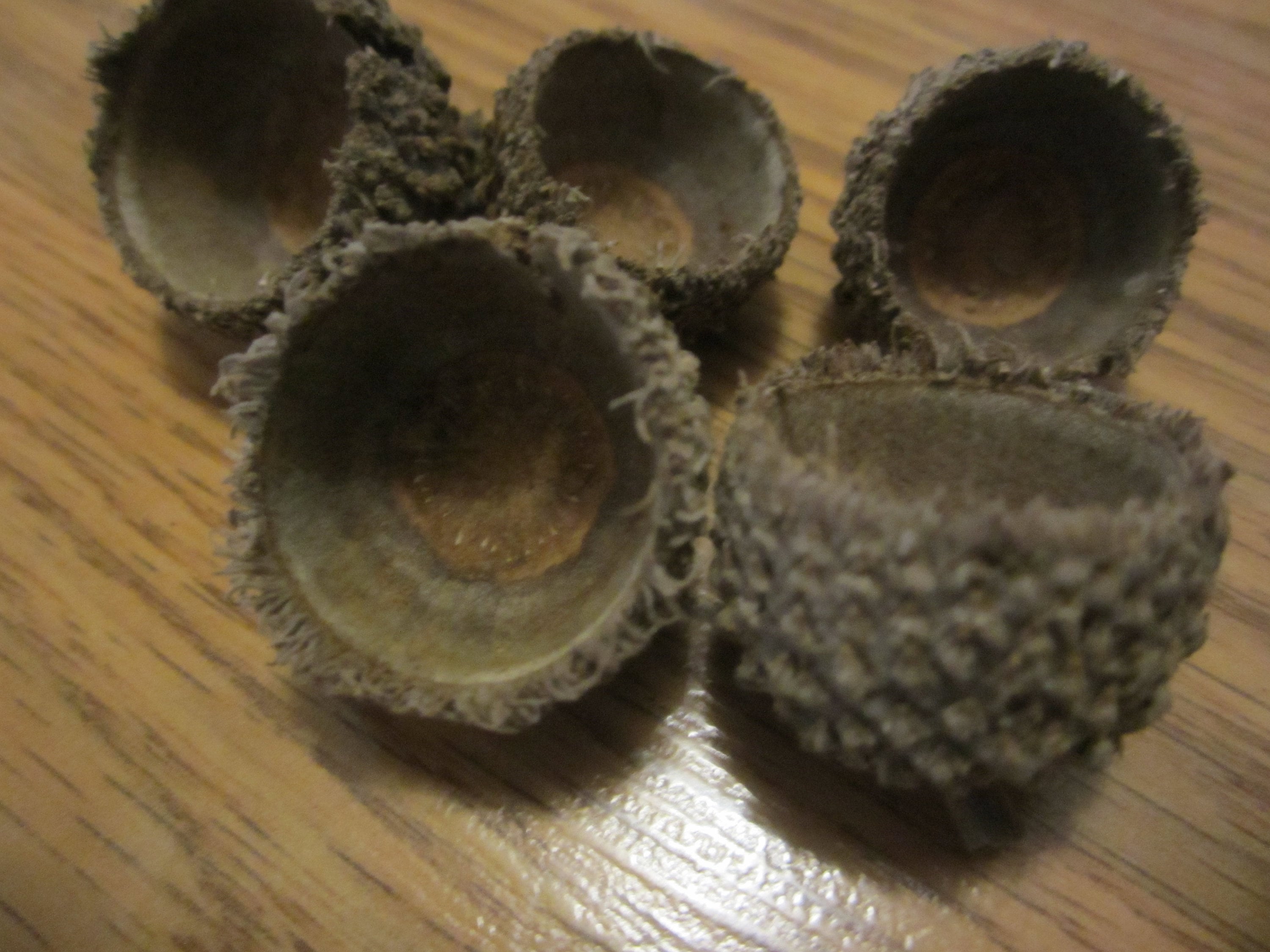 Burr / Bur Acorn CAPS ONLY No Nuts Crafts, Decor, Fall Craft Acorn Caps ...