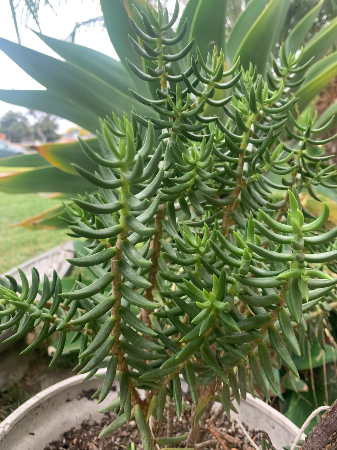 Succulent Pine 1- 4 Inch Succulent Cutting - Etsy