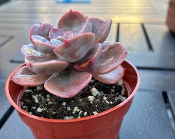 One 4" Pot Echeveria Orion Rare Succulent Patio Fairy Garden - Etsy