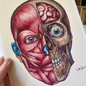 Anatomical Embroidery Art Print: Anterior Facial Anatomy - Etsy