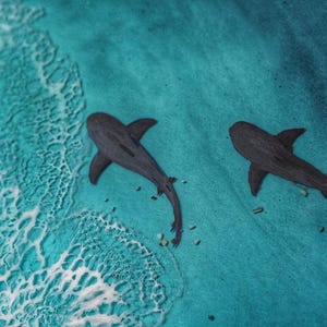 Large Ocean Themed Couple Shark Painting Resin Wall Art, Beach Scenery ...