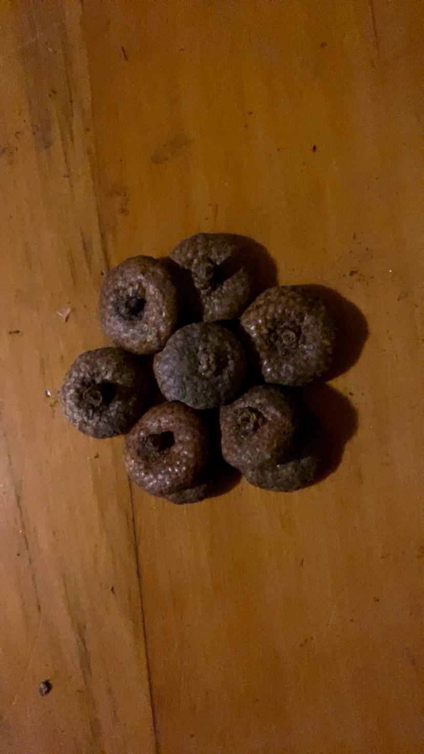 Native Maine Acorns With Caps - Etsy