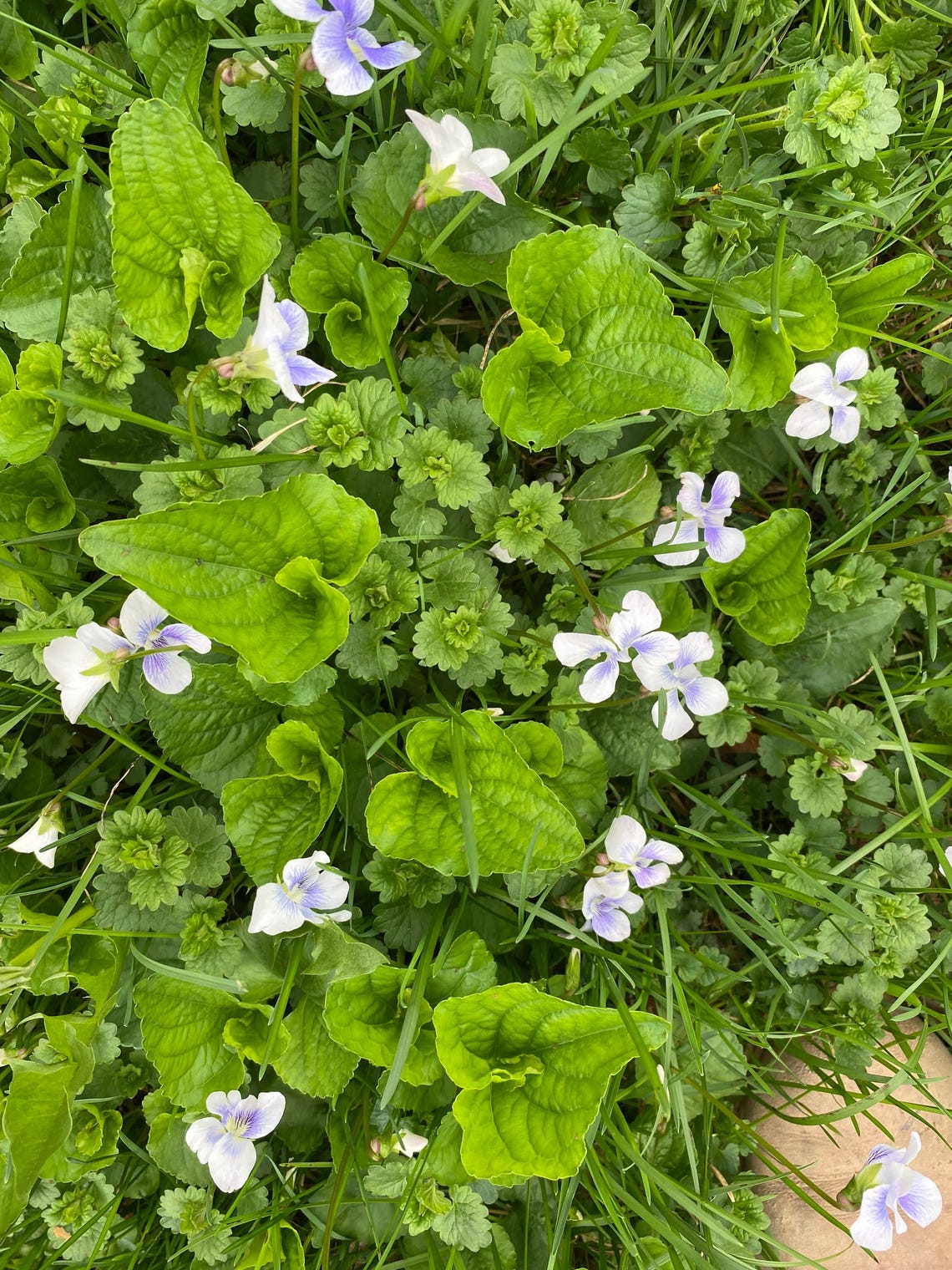 Dozen Native Maine Violets - Starter Plants - Etsy