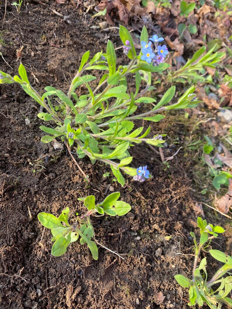 1 Dozen Native Maine Wood Forget-me-nots - Etsy