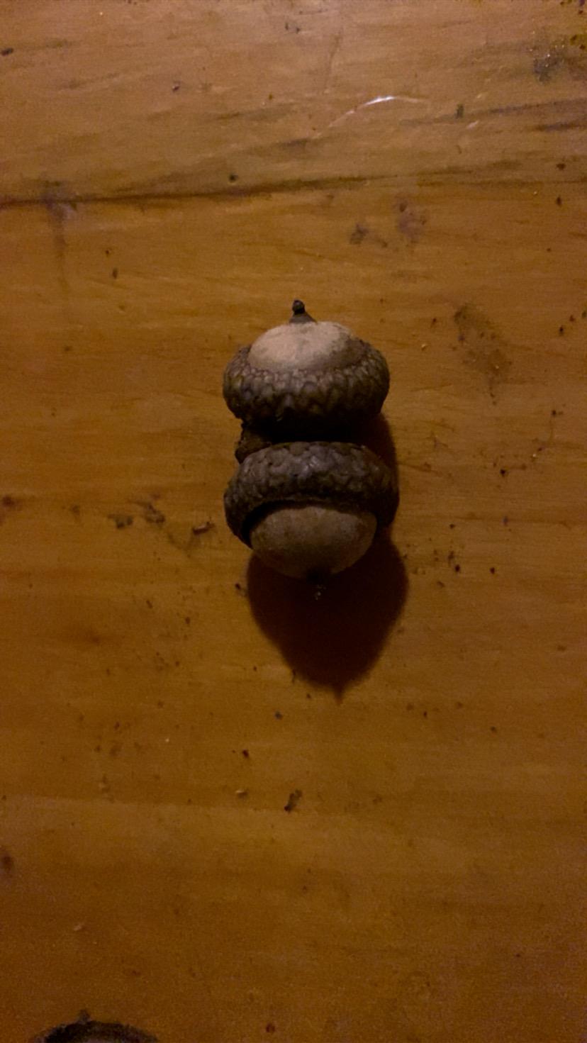 Native Maine Acorns With Caps - Etsy