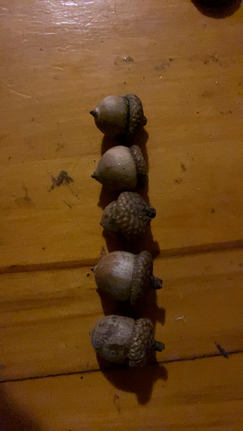 Native Maine Acorns With Caps - Etsy