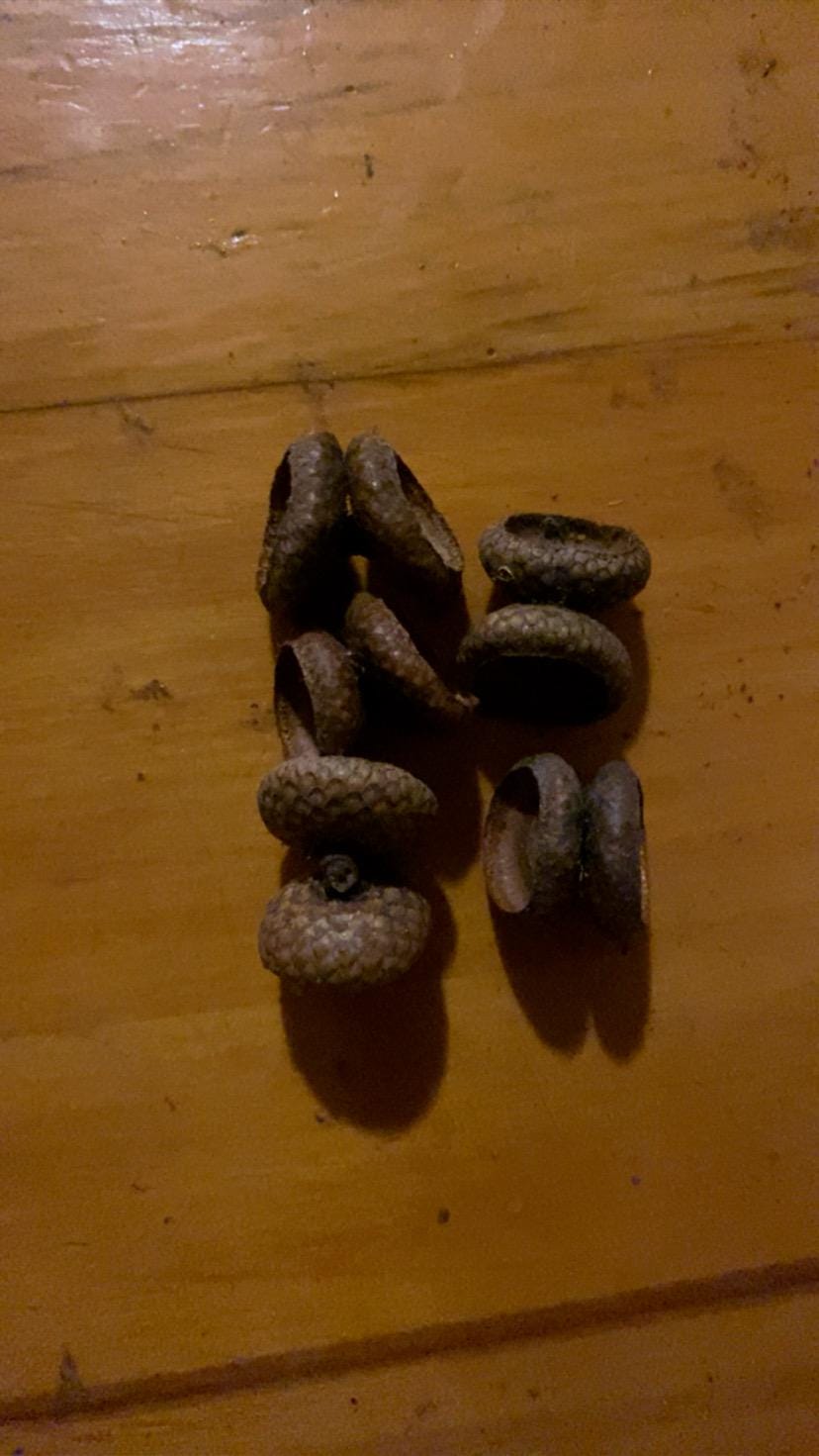Native Maine Acorns With Caps - Etsy