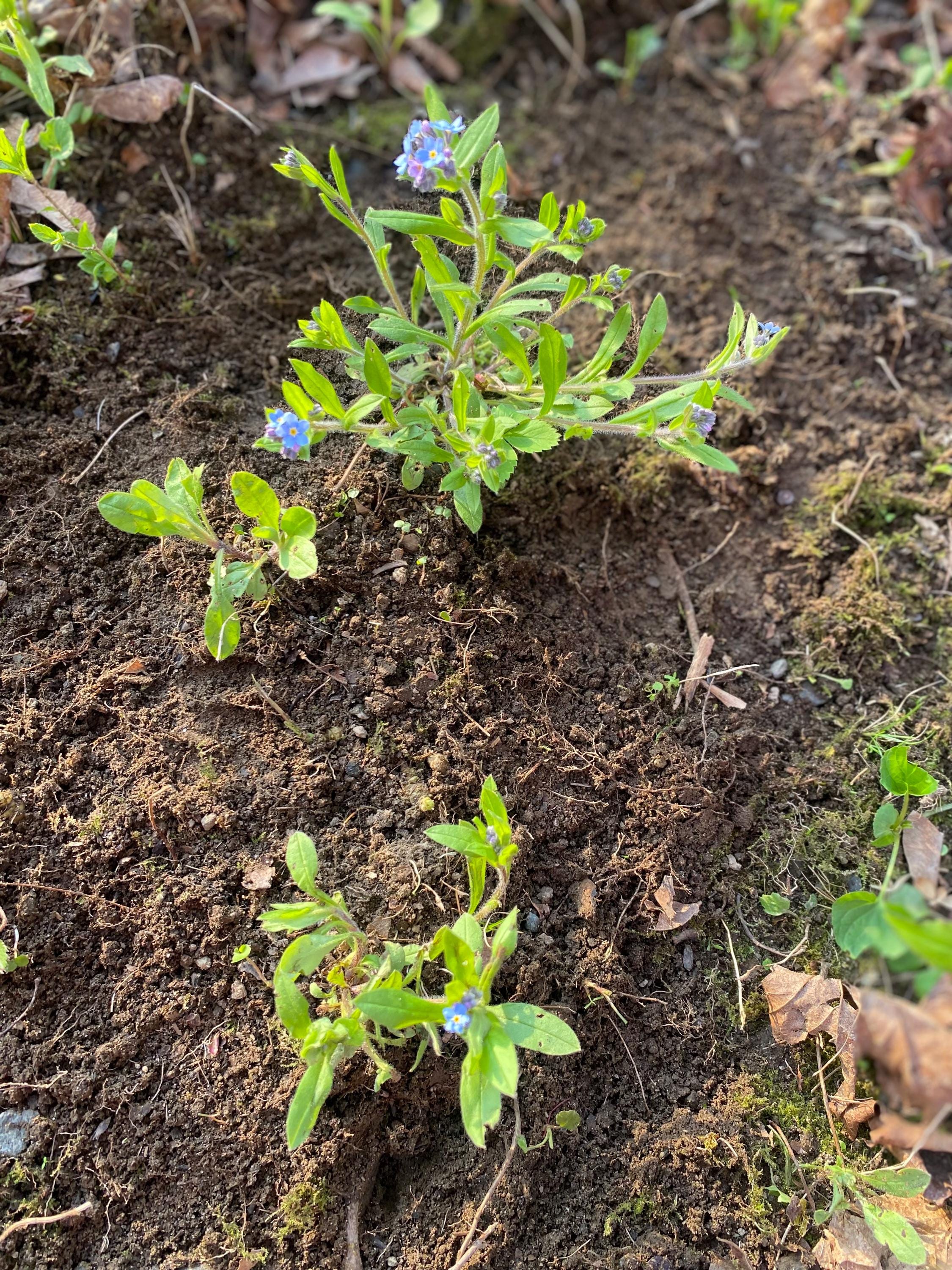 1 Dozen Native Maine Wood Forget-me-nots - Etsy