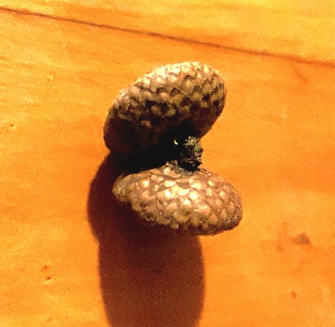 Native Maine Acorn Caps - Etsy