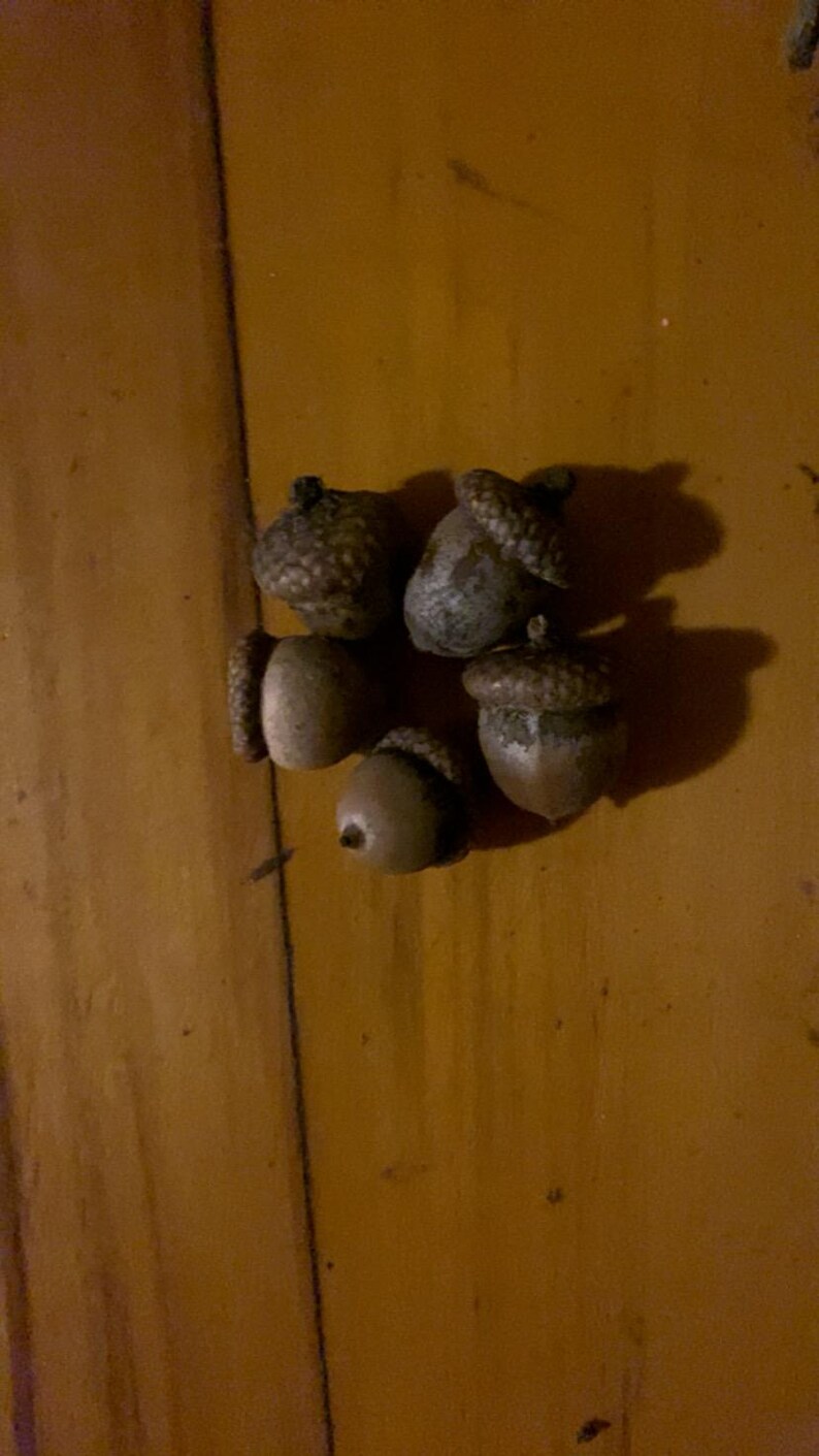Native Maine Acorns With Caps - Etsy