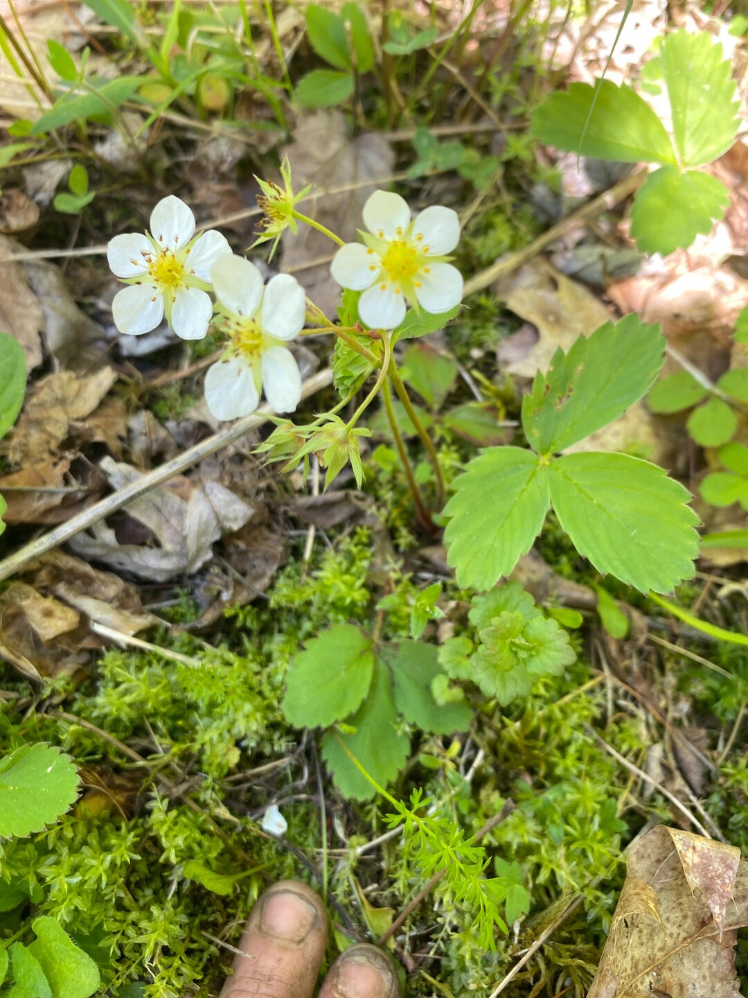 Native Maine Wild Strawberry Plant - Etsy