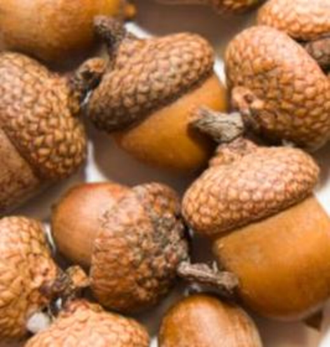 Native Maine Acorns With Caps - Etsy
