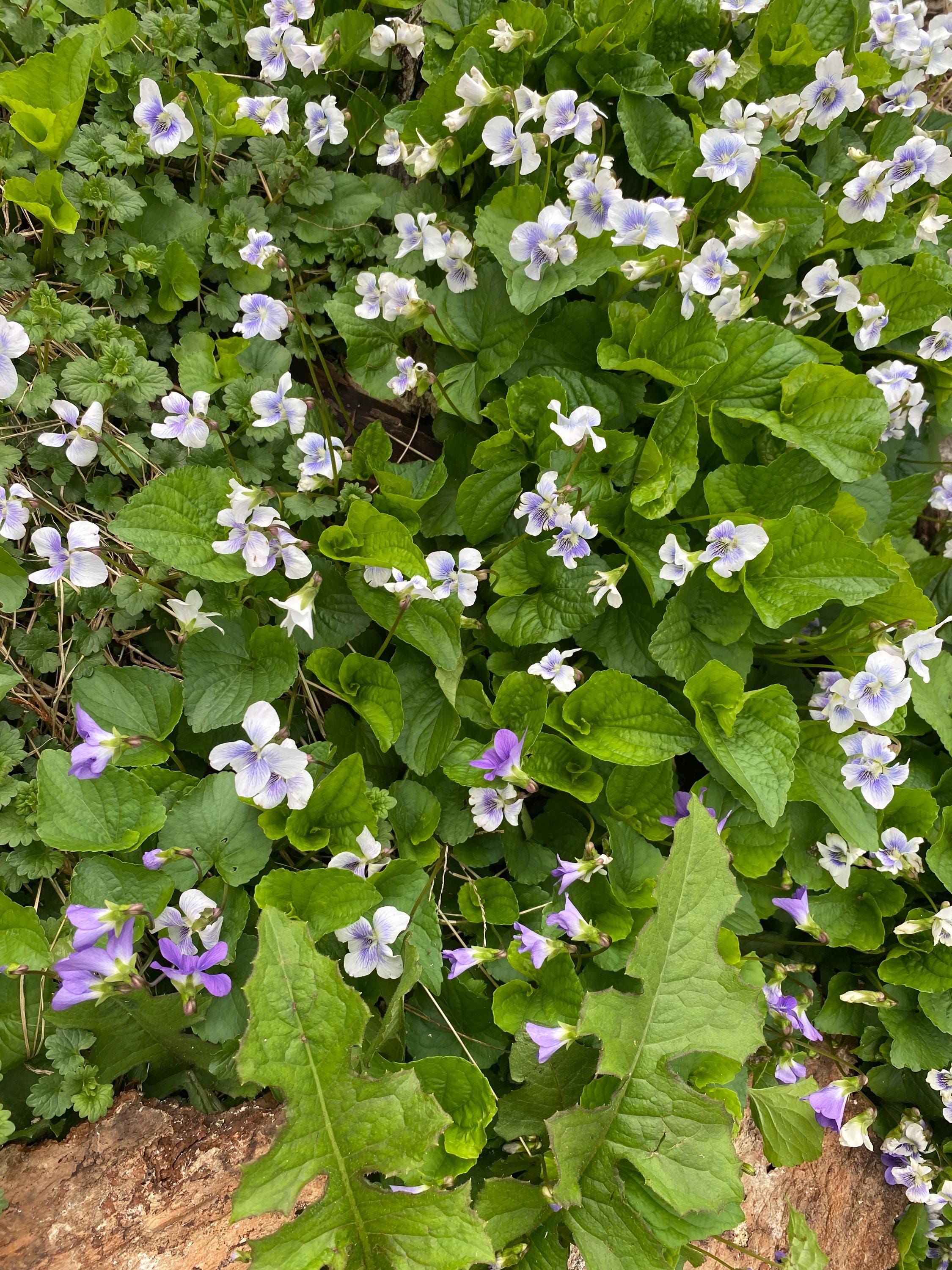 Dozen Native Maine Violets - Starter Plants - Etsy