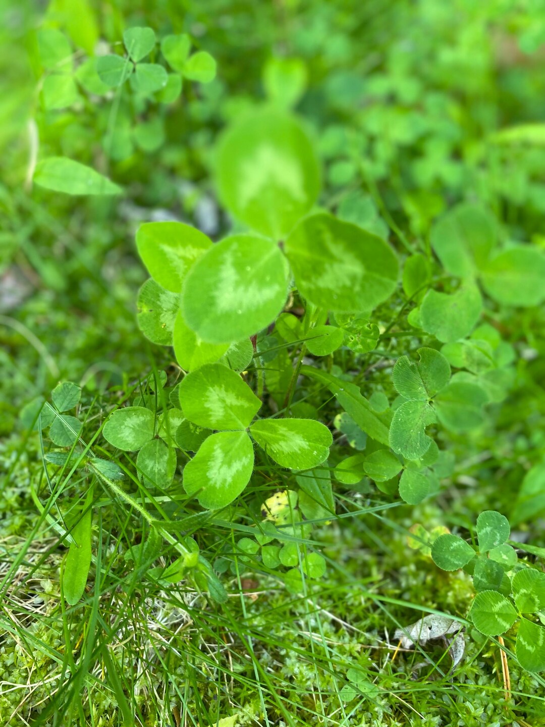 1/2 Dozen Maine Grown Red Clover Plants - Etsy