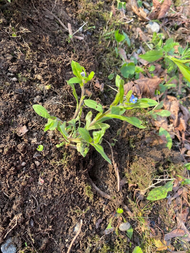 1 Dozen Native Maine Wood Forget-me-nots - Etsy
