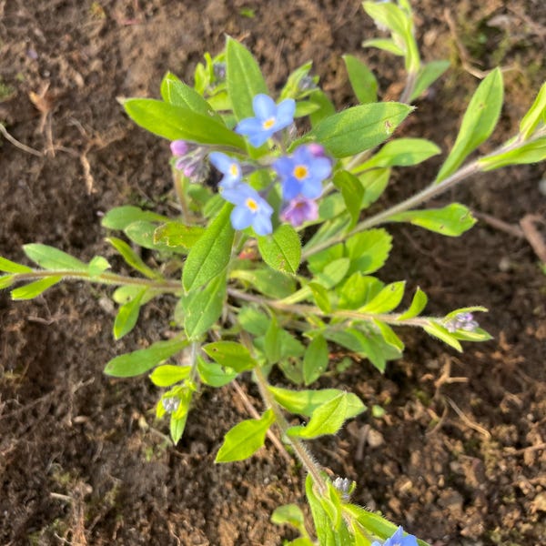 Forget Me Not - Etsy